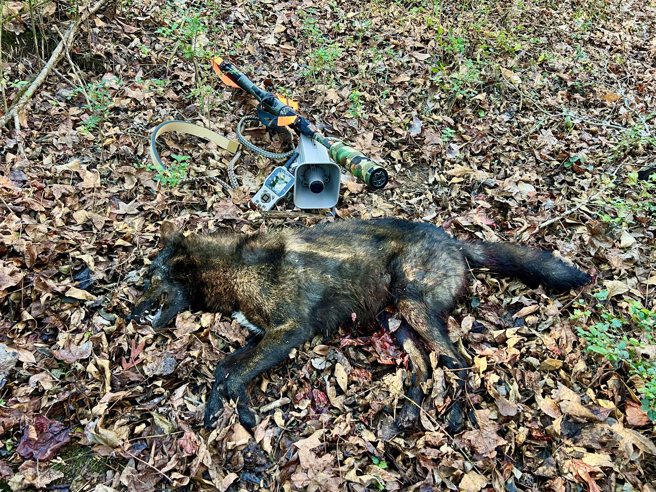 A Very Unique Coyote Color Phase - 24hourcampfire