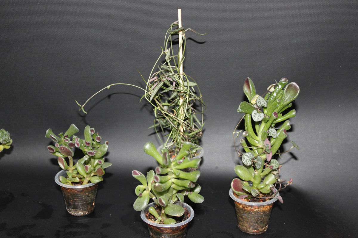 IMG 0171 — Postimages