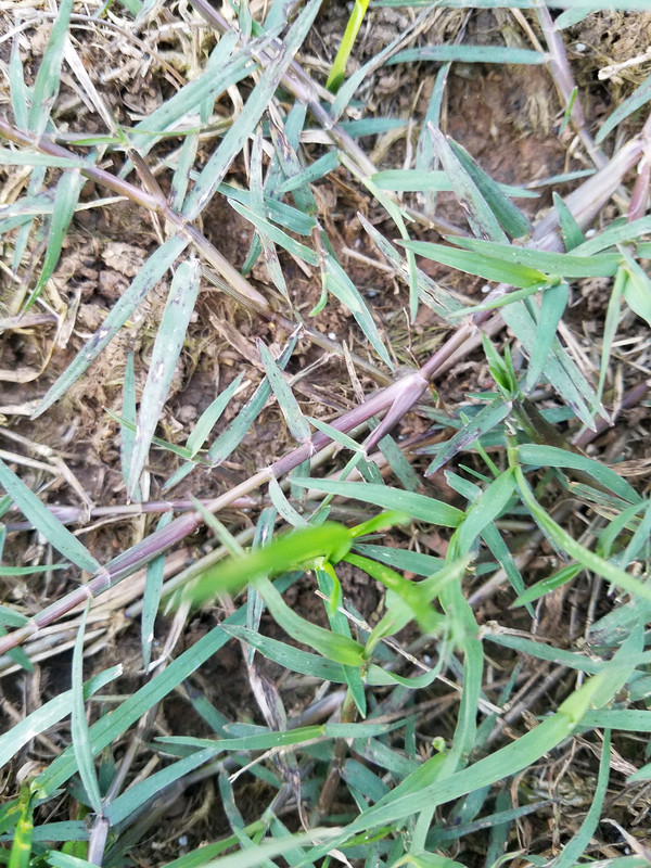Purple Stems And Runners... | Lawn Care Forum
