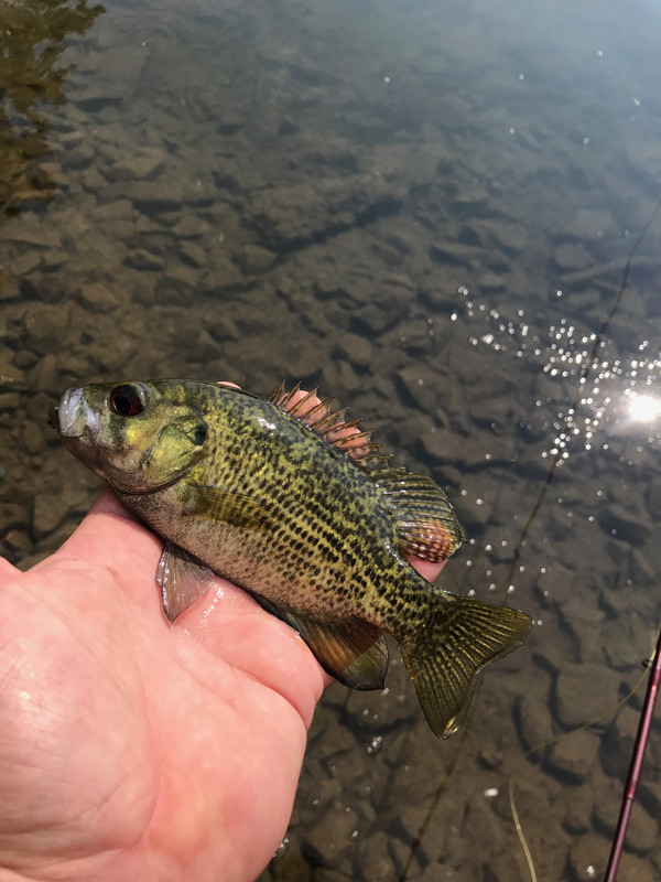 IMG 0195 — Postimages