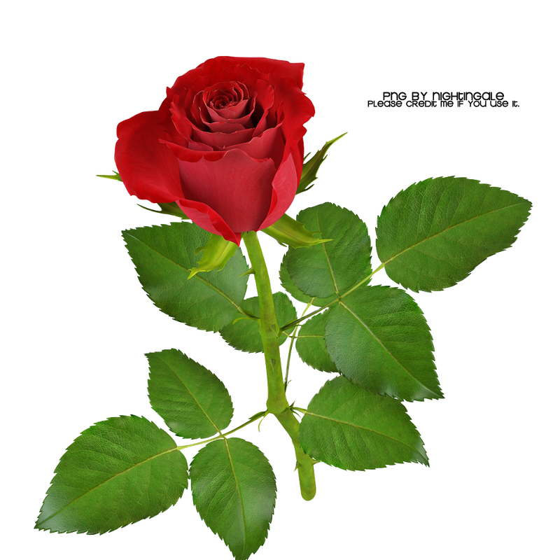 01 rose png made by nightingale by silviabilia d — Postimages