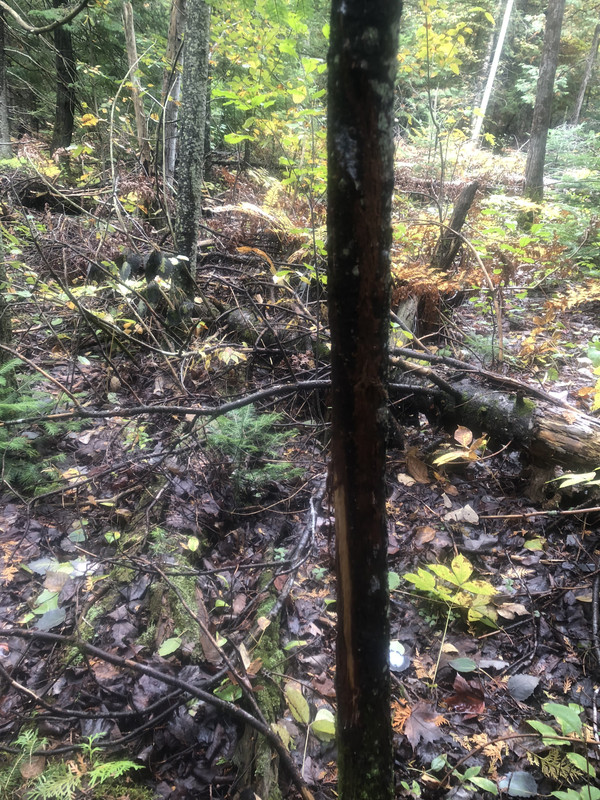 IMG 3301 — Postimages