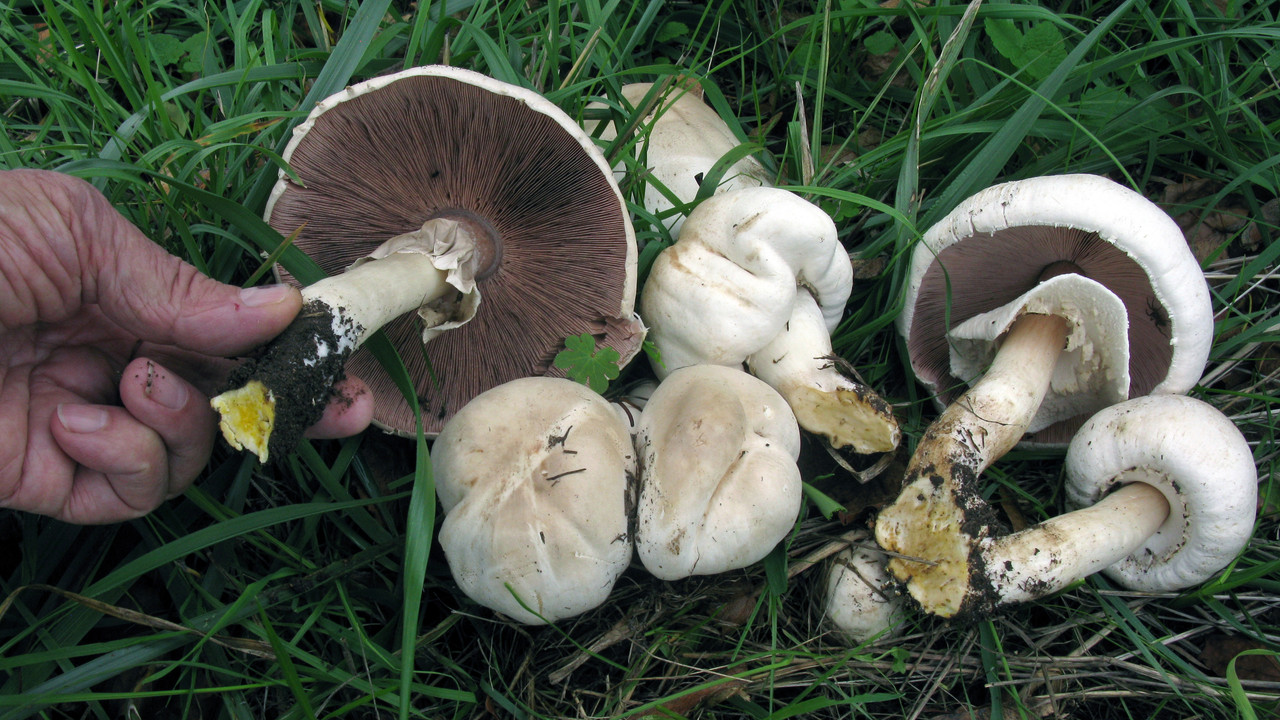 Agaricus xanthodermus 3 AWP 20220929 — Postimages