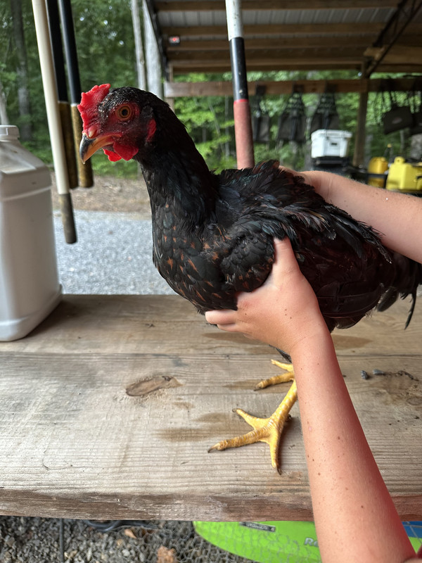 IMG 0329 — Postimages