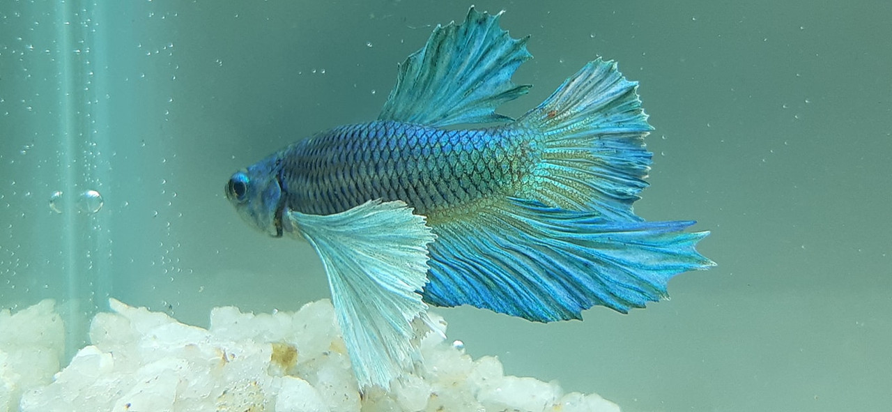 Rare Betta Strains in Stock | Tropical Aquariums SA