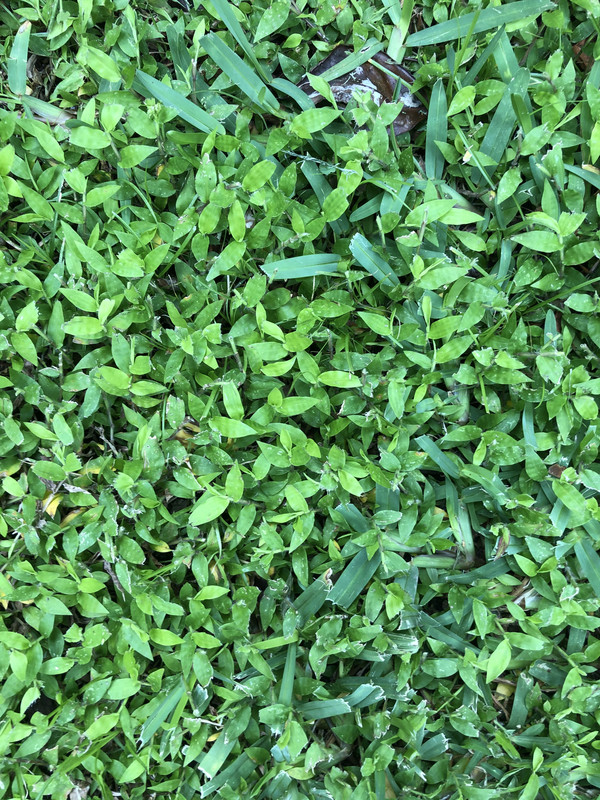 grass — Postimages