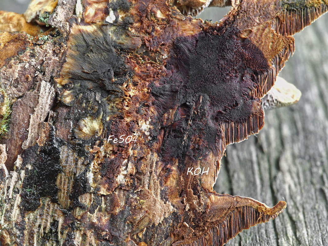 Phellinus sp probe 4 SAE 20190731 — Postimages