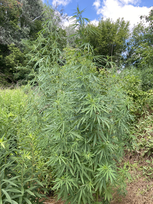 IMG 3096 — Postimages