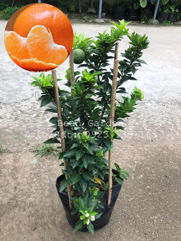 Cam Nhật — Postimages