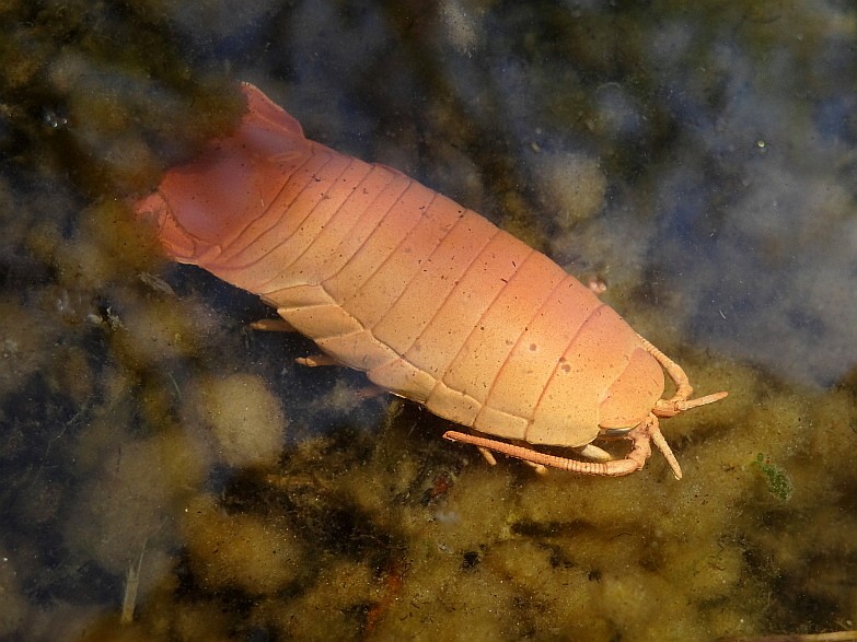 Isopods (Kitan Club / Nature Techni Colour)