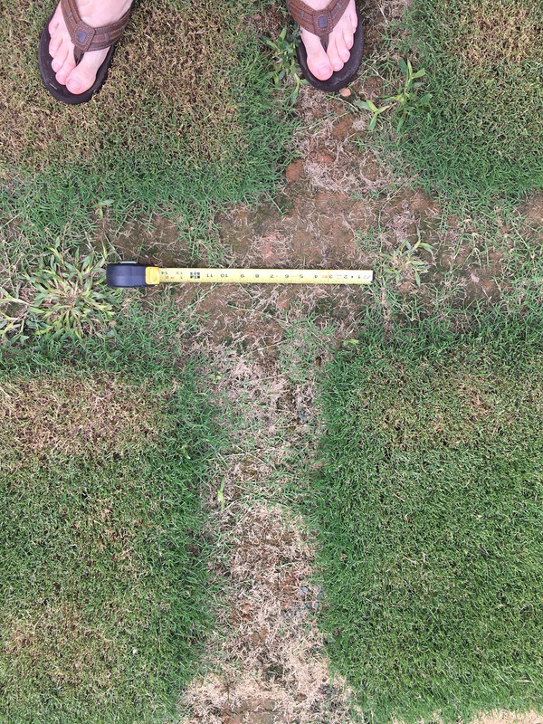TifTuf lateral growth - 1 month | Lawn Care Forum
