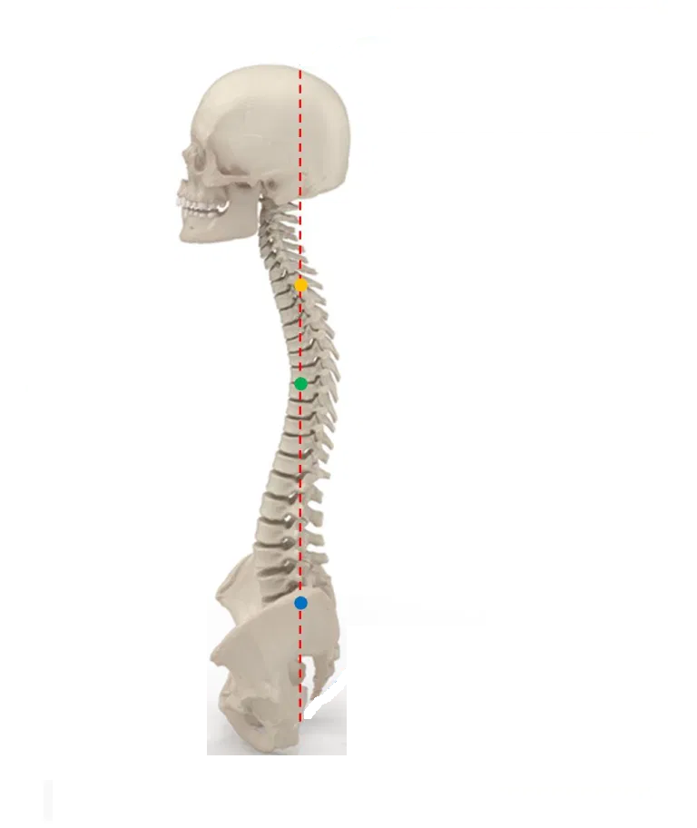 straight spine — Postimages