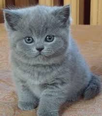 Pisoi British Shorthair !! | SpinningClub.ro