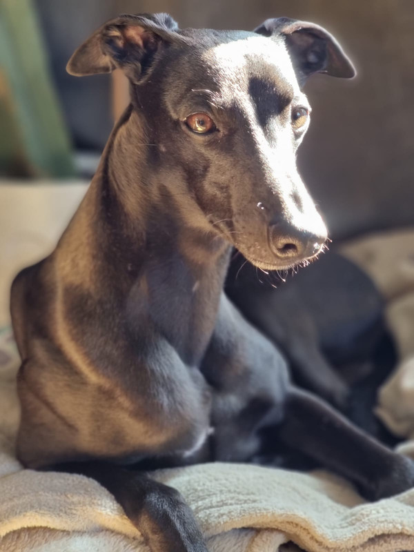 HOOLIO — Postimages