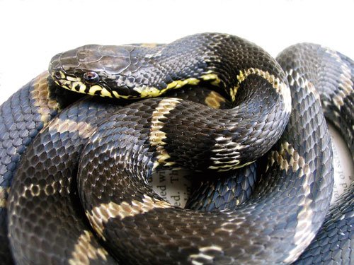 Spinoff (a.k.a Investigations and TGAA Chronicles) animal species : r ...