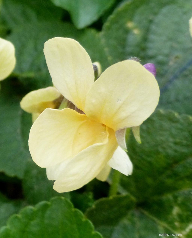 37568 fialka vanilla — Postimages