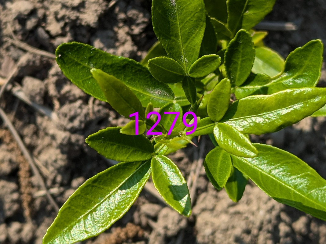 PXL 20240618 124922769 2 — Postimages