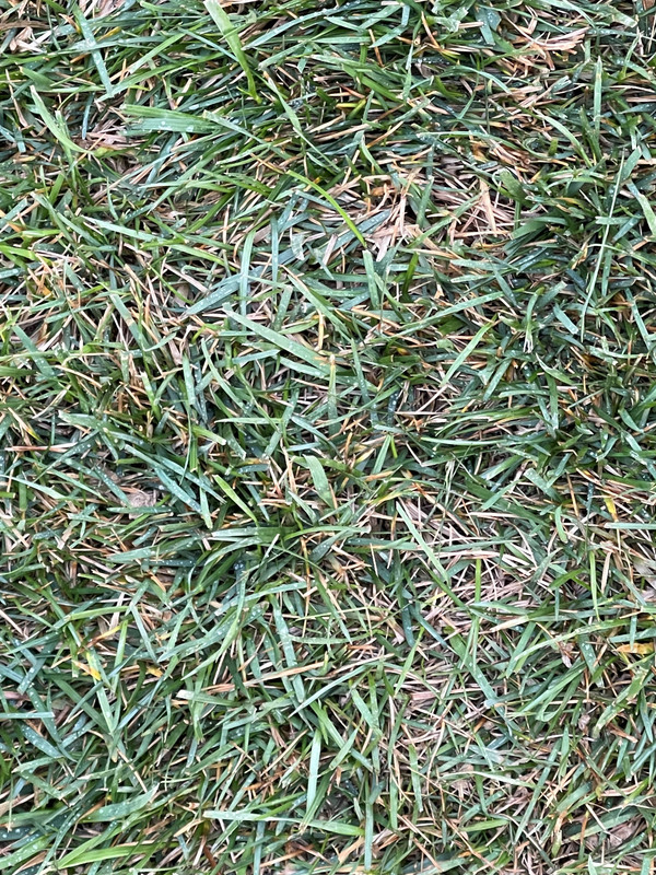 How to know if you are over or underwatering new sod | Lawn Care Forum