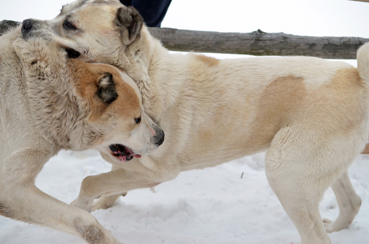 DSC 0397 — Postimages