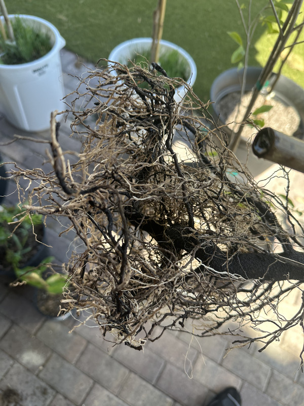 IMG 1990 — Postimages