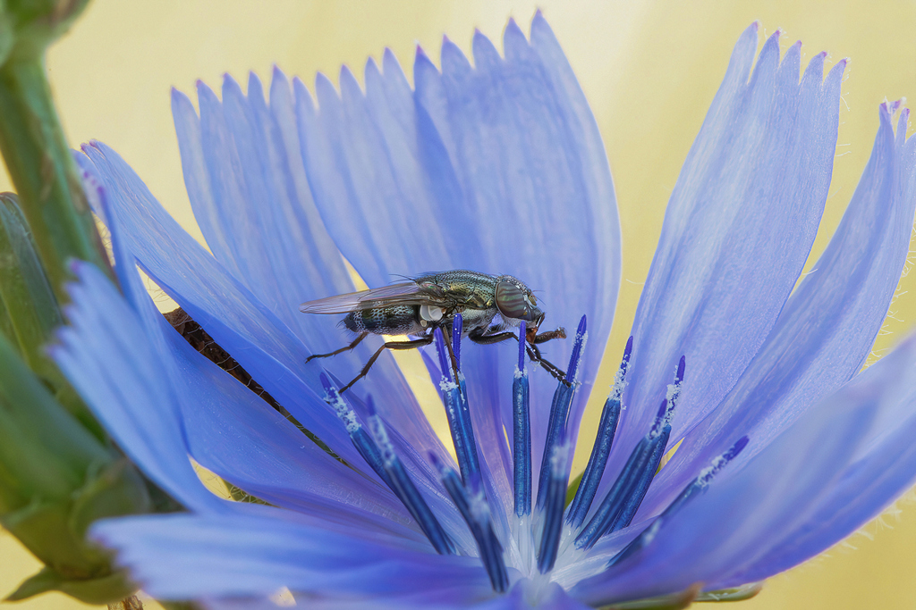 Stomorhina lunata - www.photomacrography.net