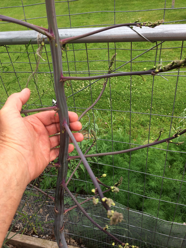 IMG 2736 — Postimages