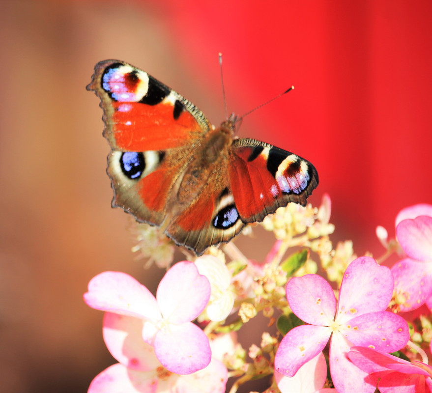 IMG 6352 — Postimages