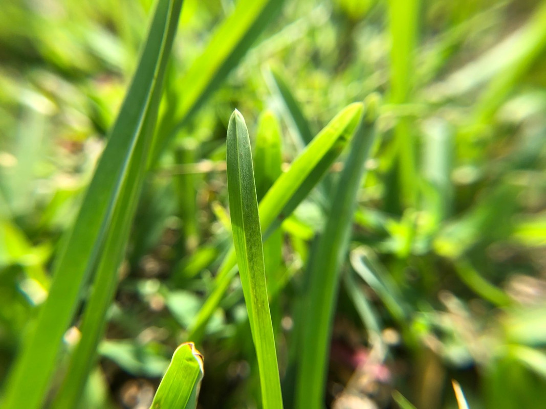 Help identifying what is taking over my yard. | Lawn Care Forum