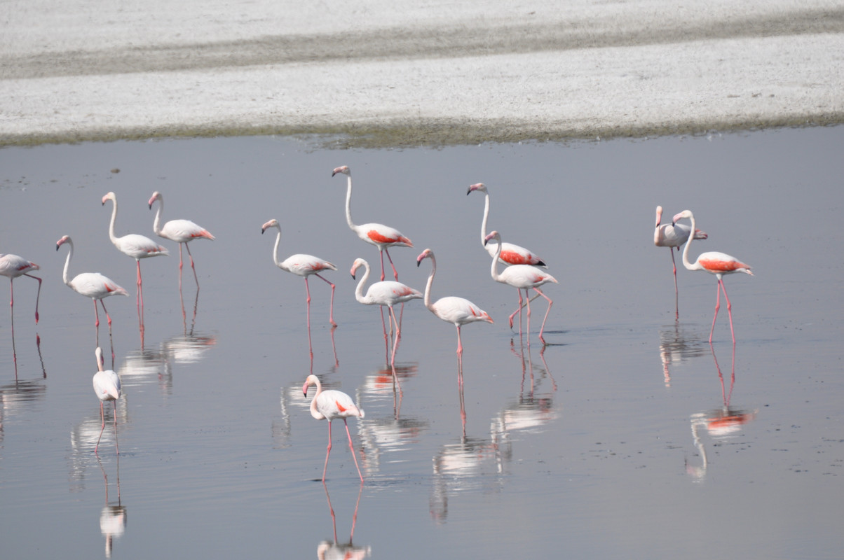 Birds 2 — Postimages