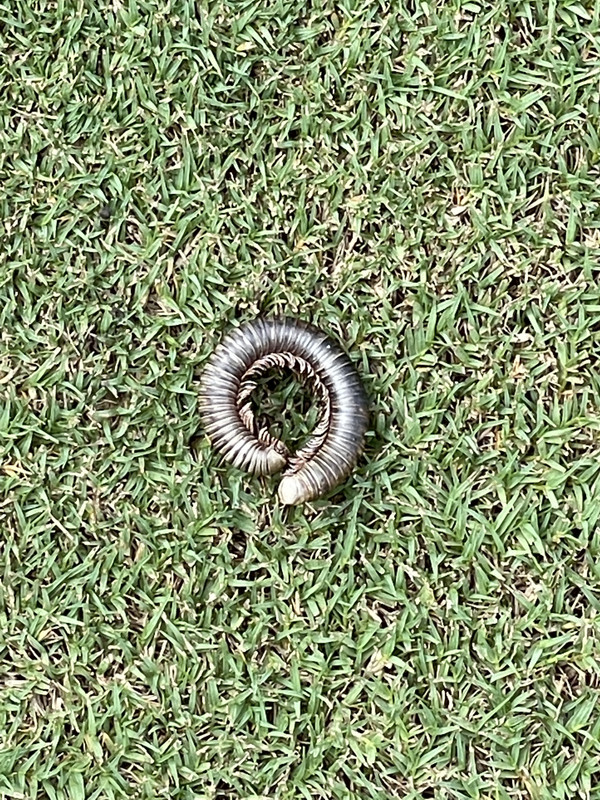 NASTY BUG — Postimages