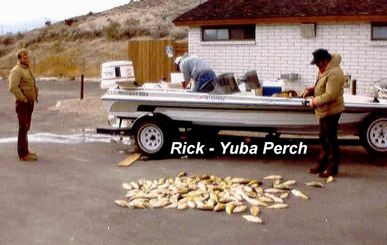 YUBA GLORY DAYS PERCH — Postimages
