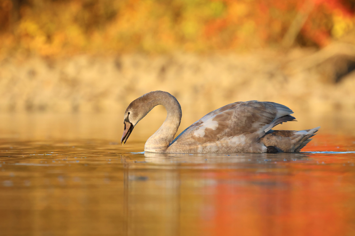 5 E3 A2632 topaz denoise sharpen 2 — Postimages