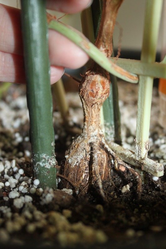 IMG 3152 — Postimages