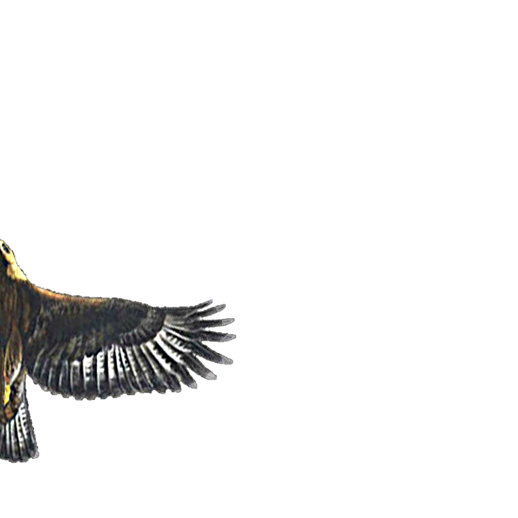 EAGLE TEST 01 — Postimages