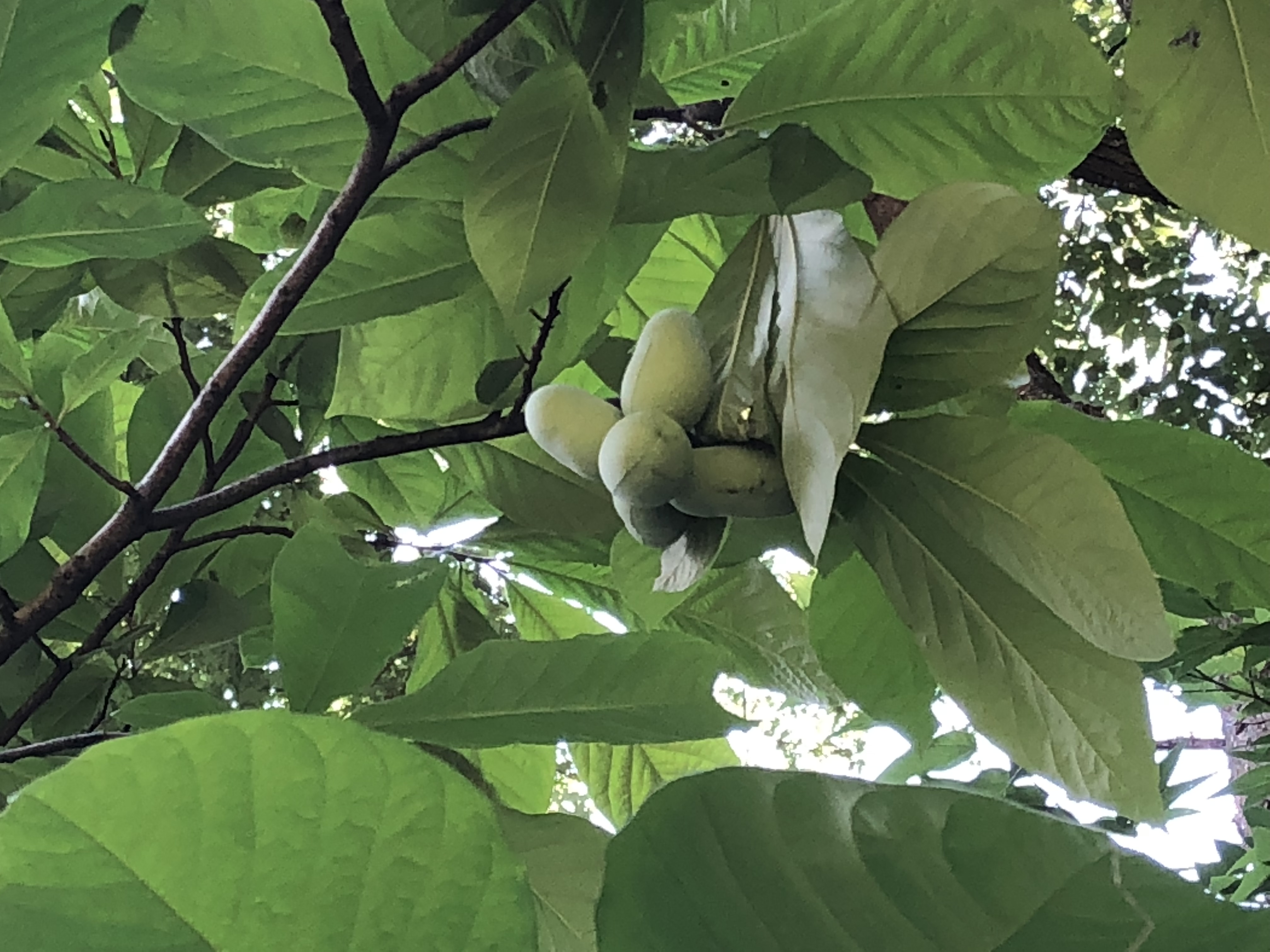 image2 — Postimages