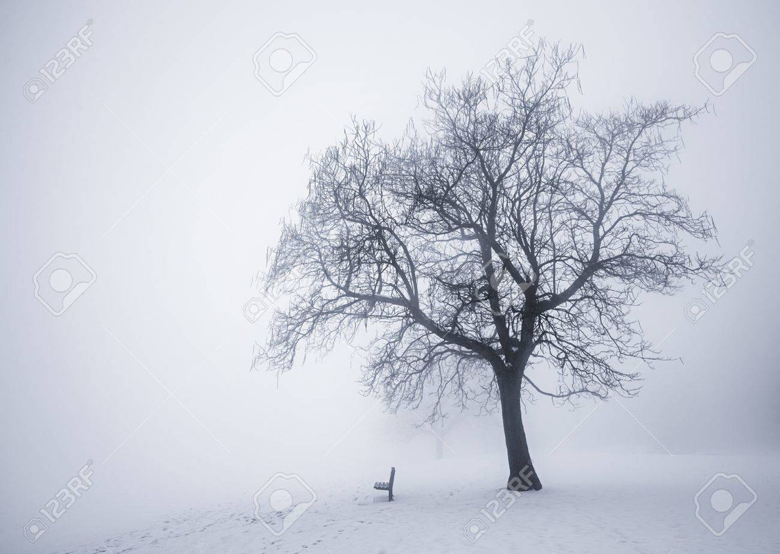 17664270 winter scene of leafless tree and park bench in fog — Postimages