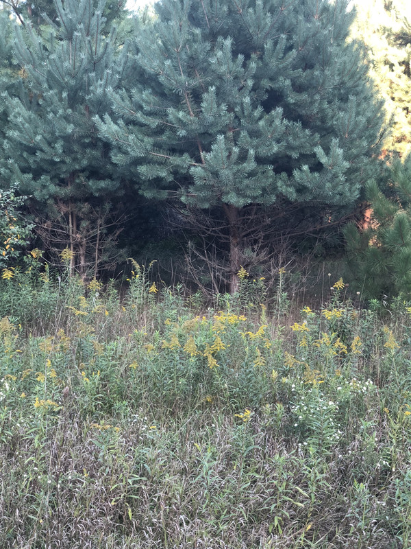 Browse Line- Why? - Hunting Beast™ / The Hunting Beast™