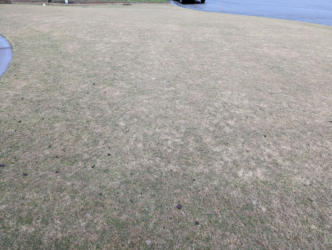 Cream leaf blight or microdochium patch?? | Lawn Care Forum