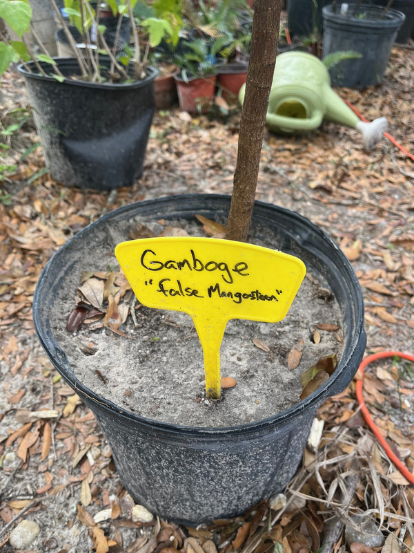 IMG 7937 — Postimages