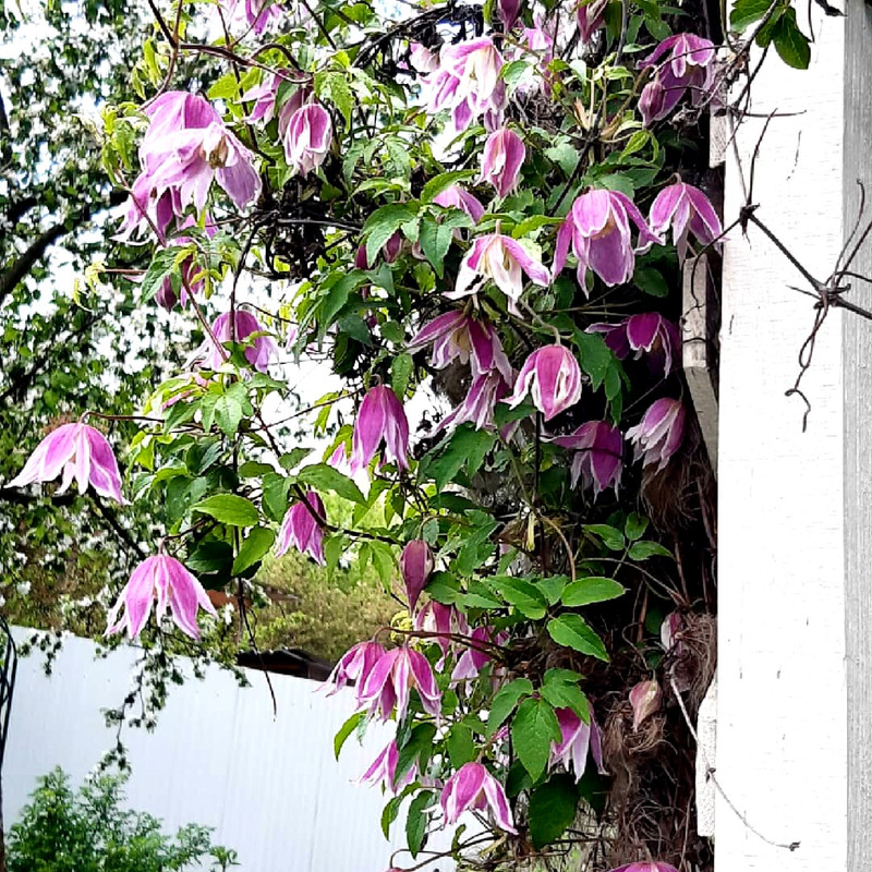 IMG 20230504 160406 — Postimages