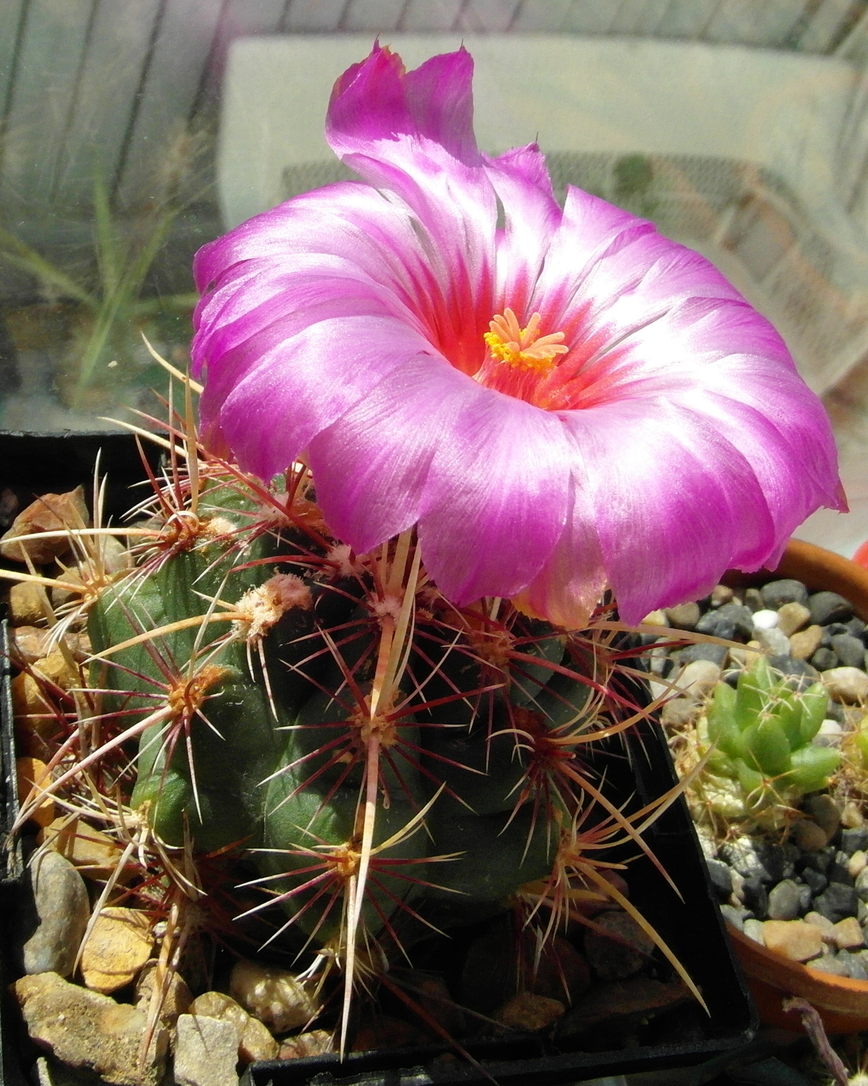 SAM 6161 — Postimages