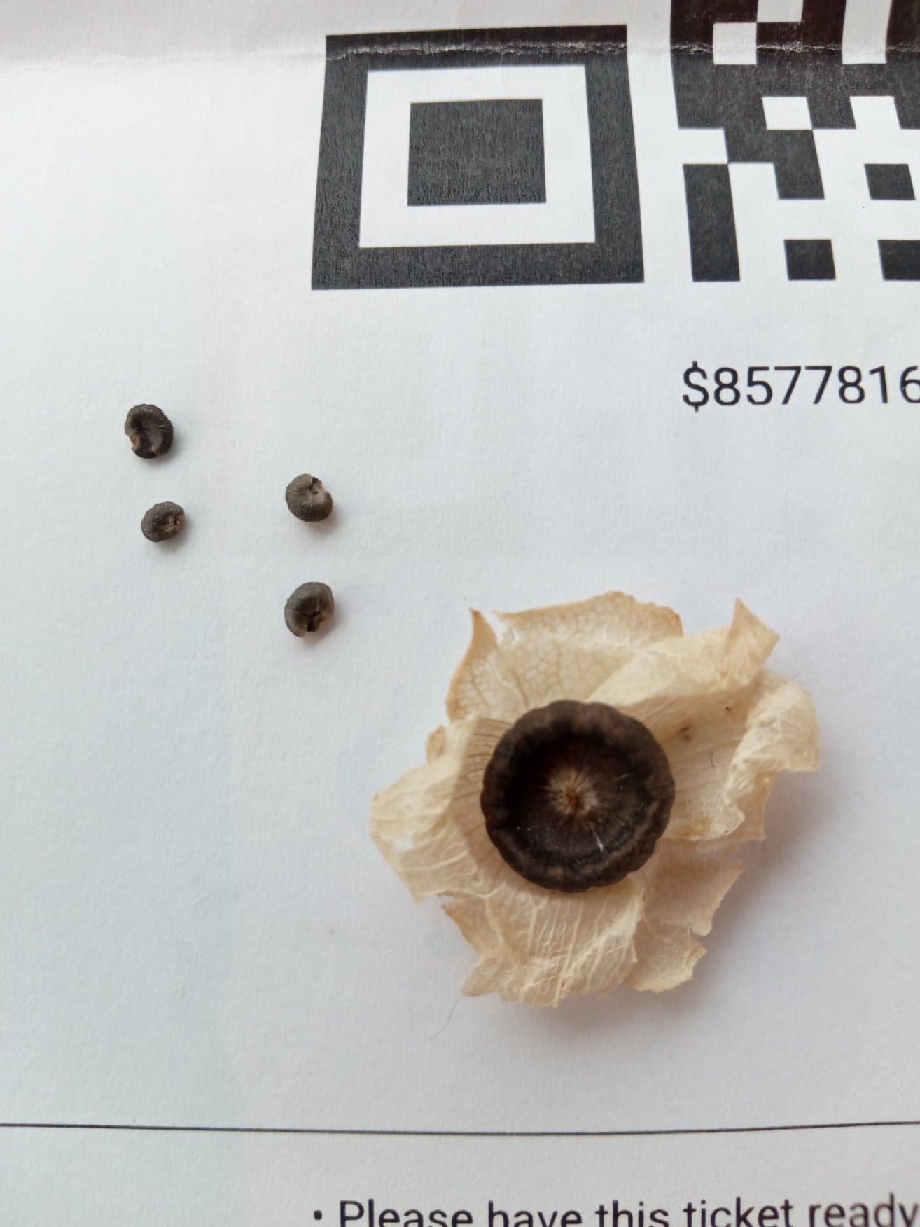 seeds — Postimages