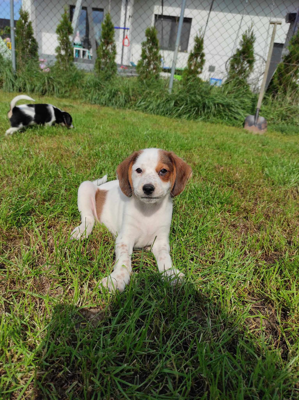 Elka 1 — Postimages