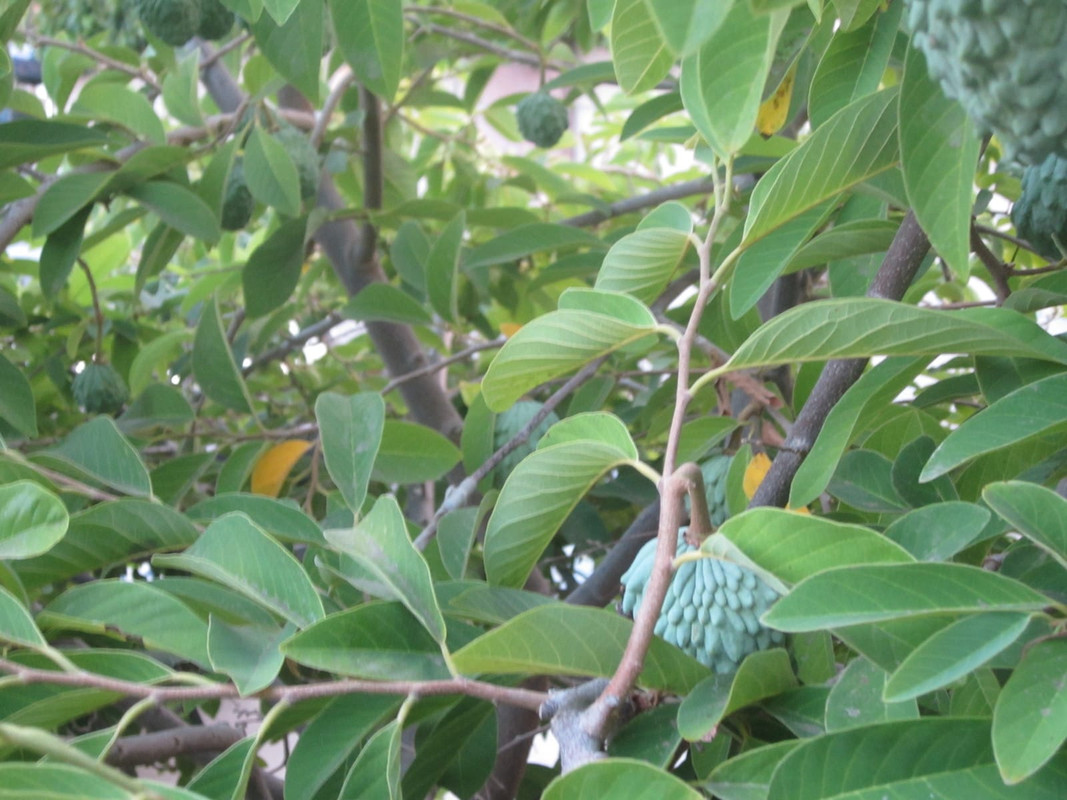 IMG 8686 — Postimages