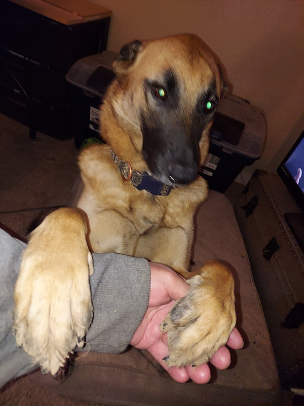 SemperFi Dog Rescue- Operation LOKI LIFT successful! Loki is almost ...