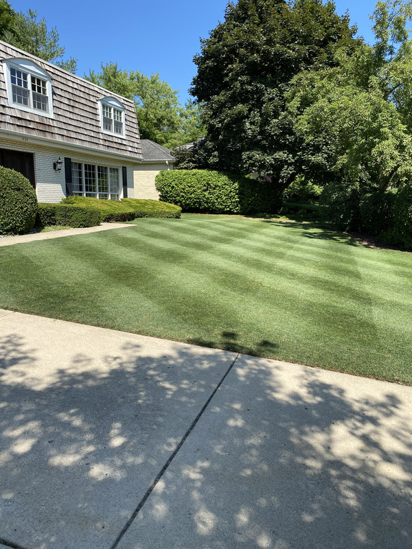 Wife is in a full overseed Tenacity bleach panic... | Lawn Care Forum
