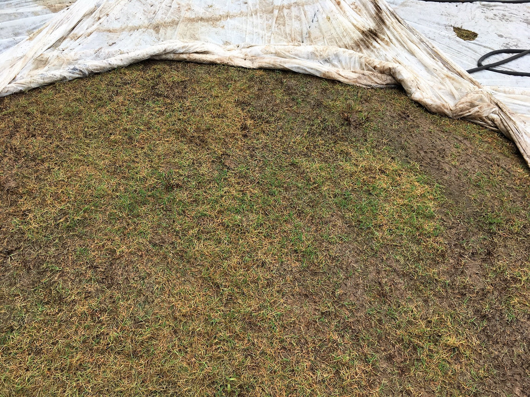Tahoma sprigs - 3 Phases, 12k | Lawn Care Forum