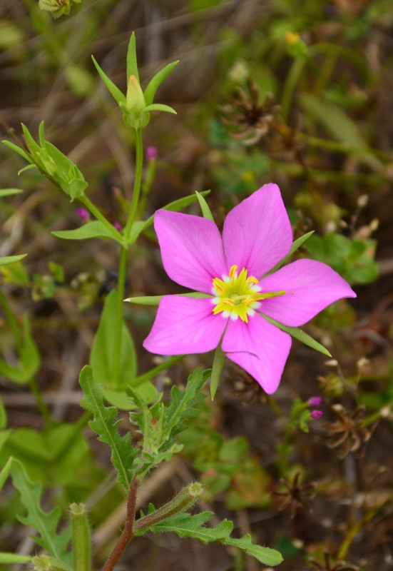 DSC 0752 2 — Postimages