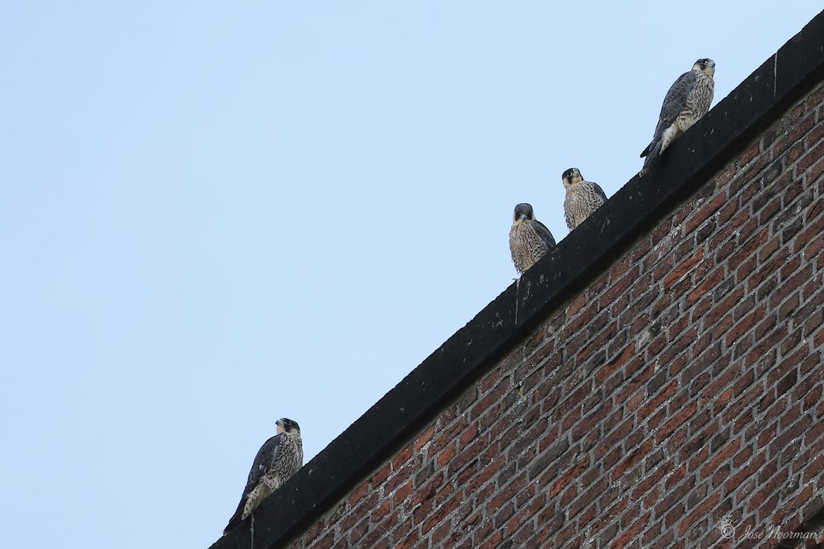 IMG 9012 — Postimages