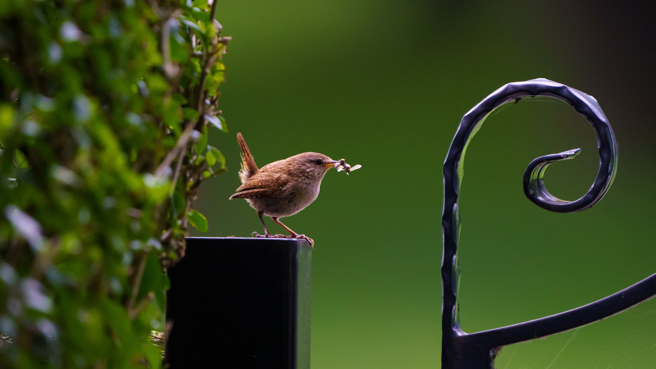 "Wren" | poem by Donna Pucciani | The Christian Century